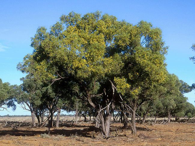 Modest Expectations – Stereo on the Mountain - The Best Mouse Tap